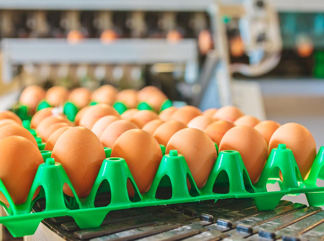 Innovative Egg Collection Systems: Enhancing Efficiency on Your Farm ...