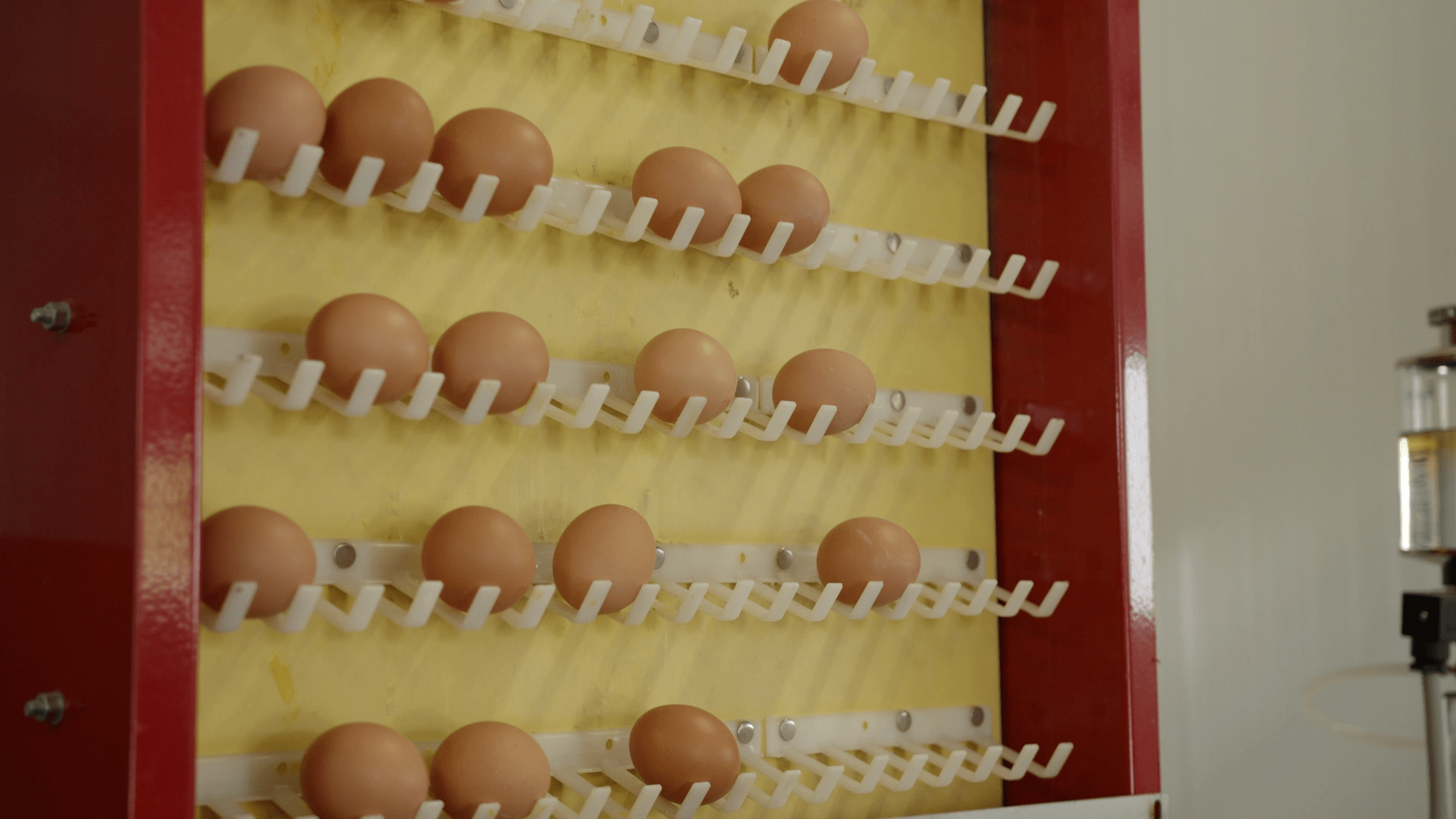 Innovative Egg Collection Systems: Enhancing Efficiency on Your Farm ...